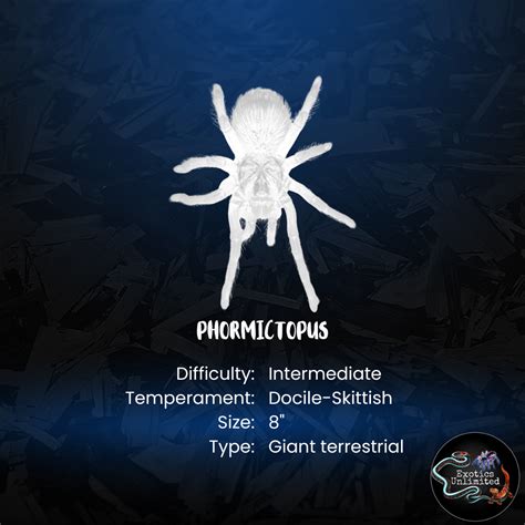 Phormictopus Sp Blue Azul Dominican Blue Bird Eater Tarantula 1 1