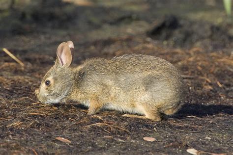 Marsh Rabbit Nc Wildlife