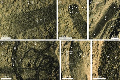 A The Sponge Fossil From The Early Cambrian Xiaoyanxi Formation