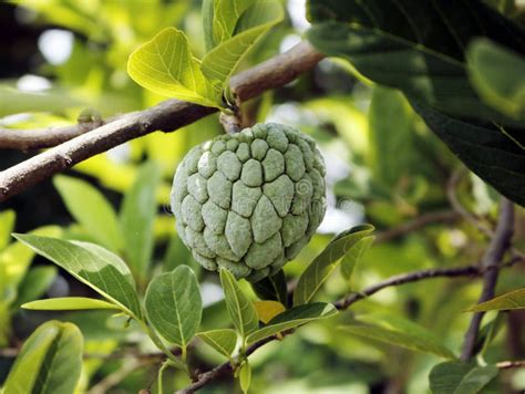Custerd Apple Or Sugar Apple Growing In The Tree Stock Image Image Of