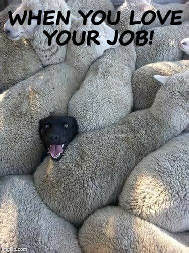 I Love My Job Imgflip