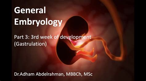 General Embryology Part Iii 3rd Week Of Development Gastrulation Youtube