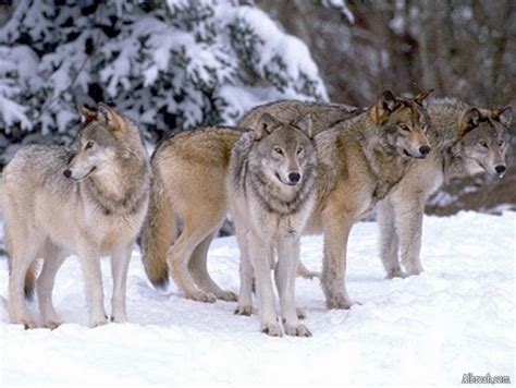 Veterinary Online Wolf All About Wolves 2014 Part 3 Veterinary Online