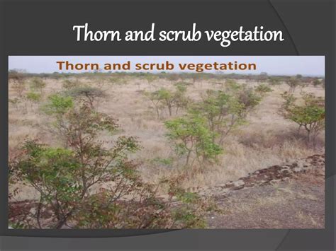 Natural Vegetation And Wildlife Ppt
