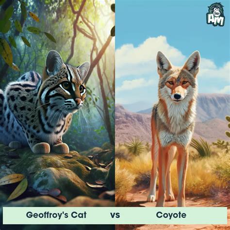 Coyote Predator Prey Interactions Fights And Aggressive Behaviors
