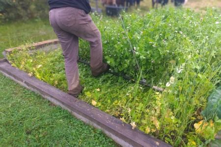 Cover Crop Planting Guide For Home Gardens And Raised Beds Johnnys