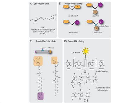 Overview Of Cross Linker Designs And Reactions A Example For A Download Scientific Diagram