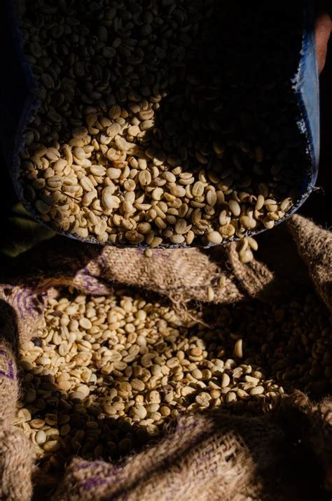 Aaa Grade Robusta Green Coffee Beans At ₹ 450kg Green Coffee Beans