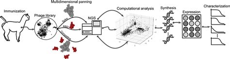 Strategy Overview A Nanobody Phage Library Is Constructed From The