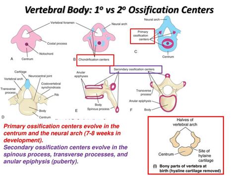 Ppt Vertebral Column 4 Th Week Onward Sept 29 Th 2014 Powerpoint