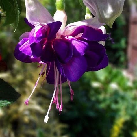 Giant Deep Purple Trailing Fuchsia Pahls Market Apple Valley Mn Giant Deep Purple Trailing Fuchsia Pahls Market Apple Valley Mn