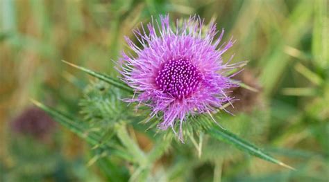 27 Common Types Of Weeds With Names Picture Identification Artofit