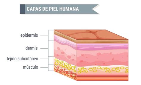 Pin De MarÃ­a Margarita De JesÃºs En Guardado Rápido Capas De La Piel Capas Material De