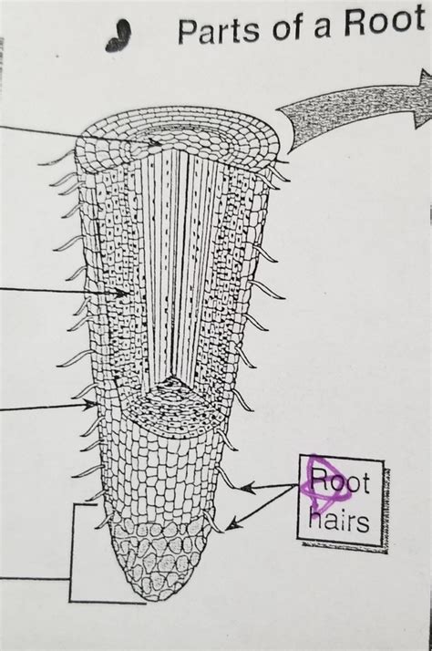Root Tip Diagram Labeled