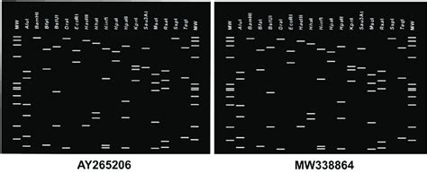 comparison of virtual rflp patterns derived from in silico digestion of