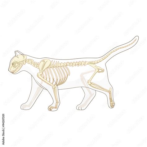 Cat Skeleton Veterinary Vector Illustration Stock ベクター Adobe Stock