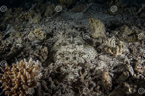 Tentacled Flathead Papilloculiceps Longiceps Indian Ocean