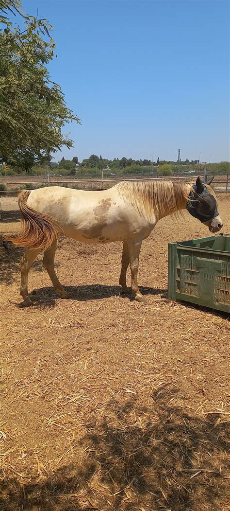 משה בר מימון