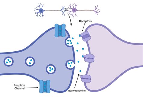Serotonin And Dopamine Happiness