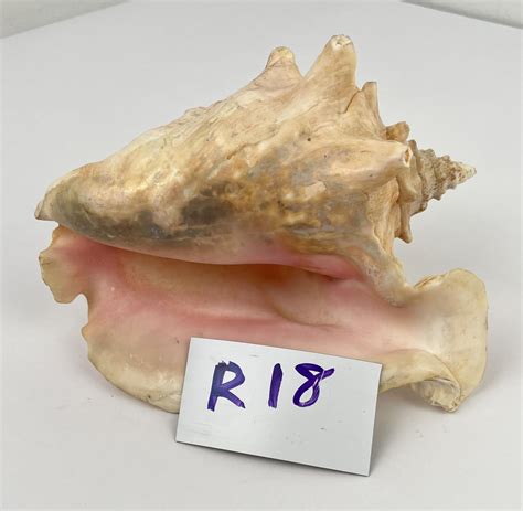 Queen Helmet Conch Shell