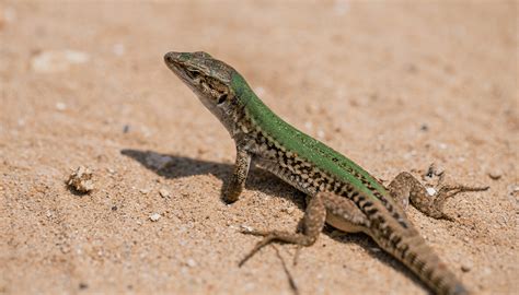 Habitat For A Lizard At Ryan Bruce Blog