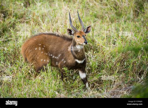 Bushbuck