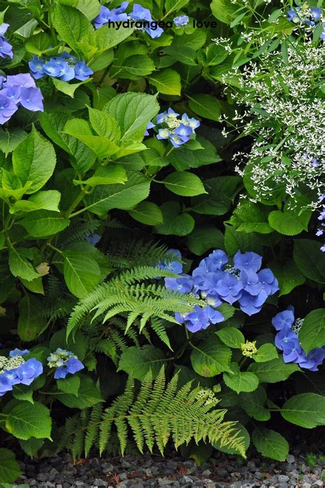 13 Dwarf Hydrangea Varieties Perfect For Small Gardens Hydrangea Love