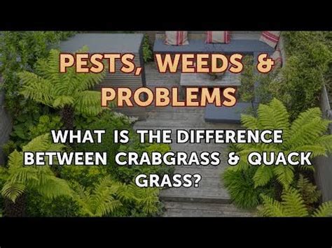 What Is The Difference Between Crabgrass And Quack Grass Youtube