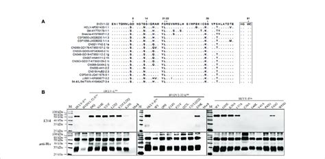 Mapping Of The Epitope Recognized By Mab 1204 A Multiple E Rns