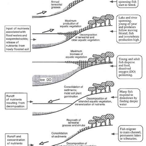 Pdf Riverine And Floodplain Ecosystem Responses To Flooding In The