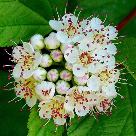 Physocarpus Opulifolius Var Intermedius 3