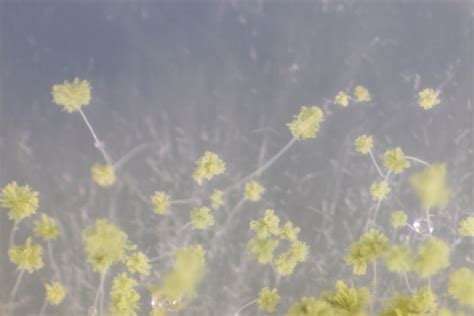 Koji Fermentation Koji And Co