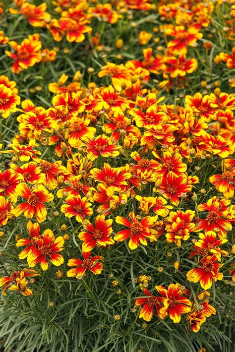Coreopsis Flores Coloridas Coreopsis Imágenes Vectoriales Gráfico