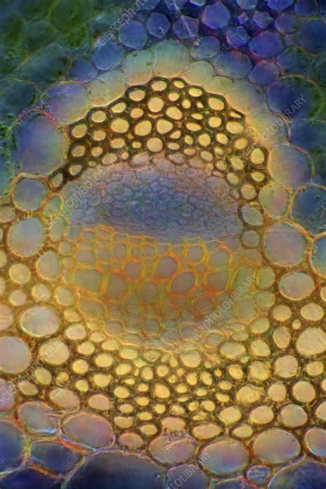 Dock Rumex Sp Vascular Bundle Light Micrograph Stock Image C055