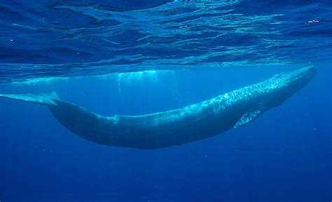 Charateristics And Description Of Phylum Blue Whales