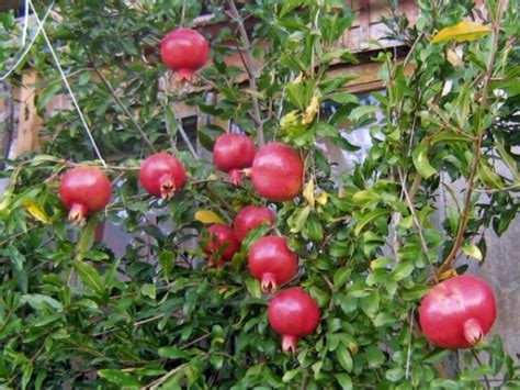 Гранат «АК ДОНА Цена на саженцы в питомнике Зеленый Сад Крым