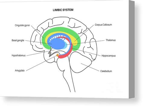 Brain Limbic System Diagram