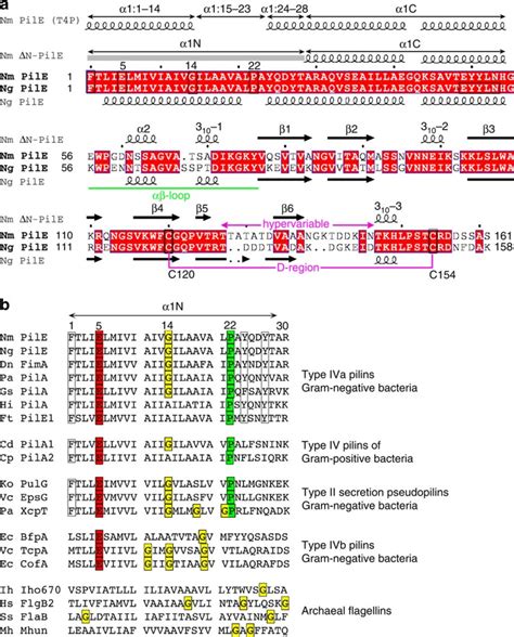 Structure Of The Neisseria Meningitidis Type Iv Pilus Pmc