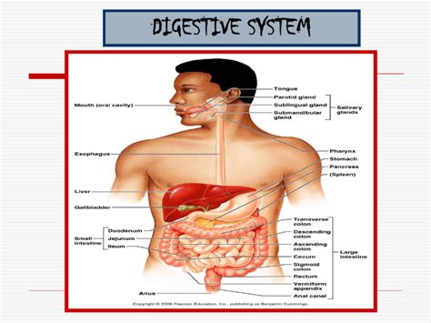 Digestive System