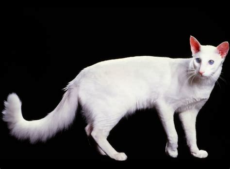 Javanese Cat Colorpoint Longhair Traits Care And Health