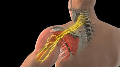 Cervical Nerves Function In Neck