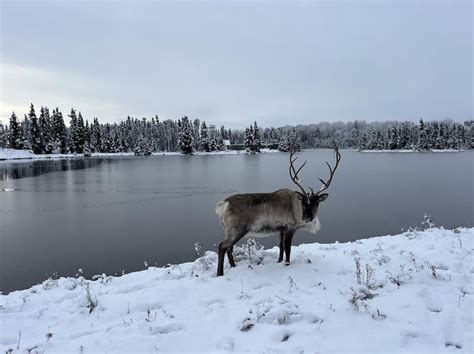 Caribou Forestier Assinica Linventaire Dénote Une Croissance
