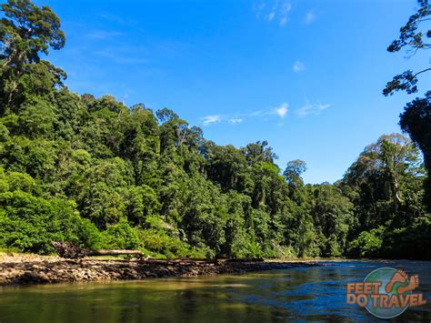 What Is A Jungle Primary System At Michael Lefroy Blog