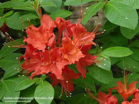 Growing The Azalea Plant How To Care For The Azalea Flower