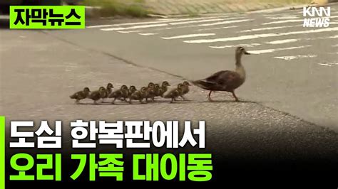 오리 가족 대이동에 온 사람들이 모여 자막뉴스 Youtube