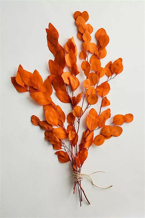 Dried Yellow Eucalyptus Populus Bunch Anthrohome