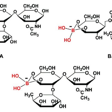 Structural Formulas Of Model Complexes Of Boric Acid Ba With