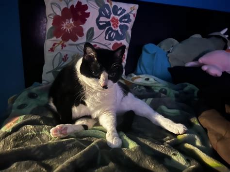 Y My Moms Cat Sit Like Dat Rcats