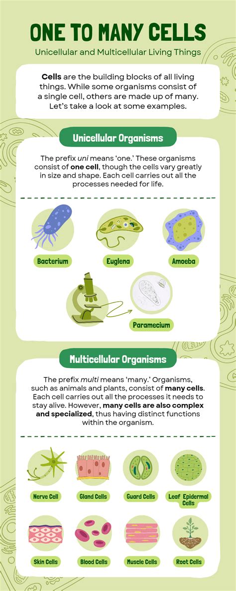 One To Many Cells Unicellular And Multicellular Living Things