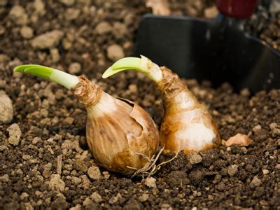 KS Plants Seeds Bulbs And Germination